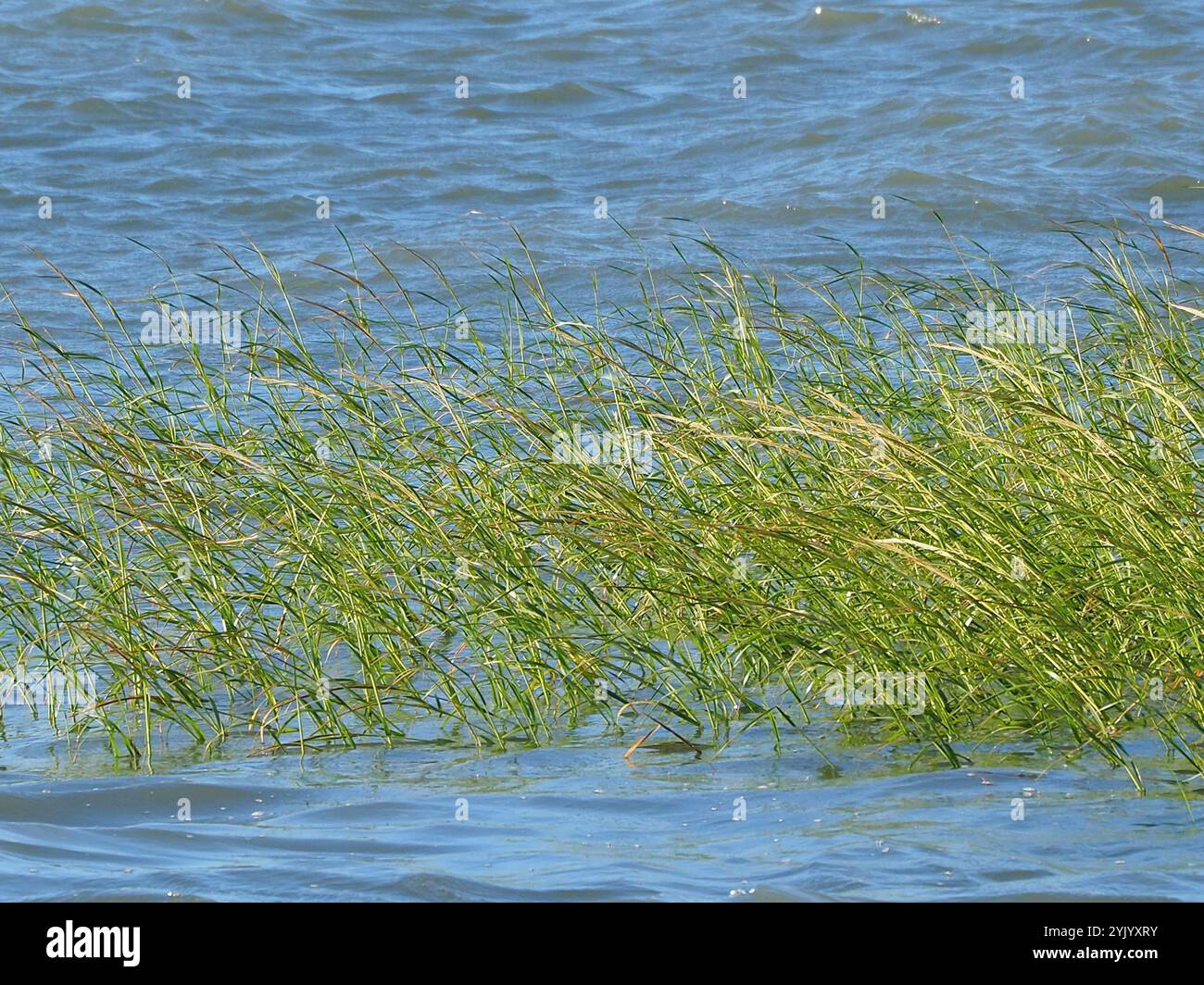 Saltmarsh Cordgrass (Sporobolus alterniflorus Stock Photo - Alamy