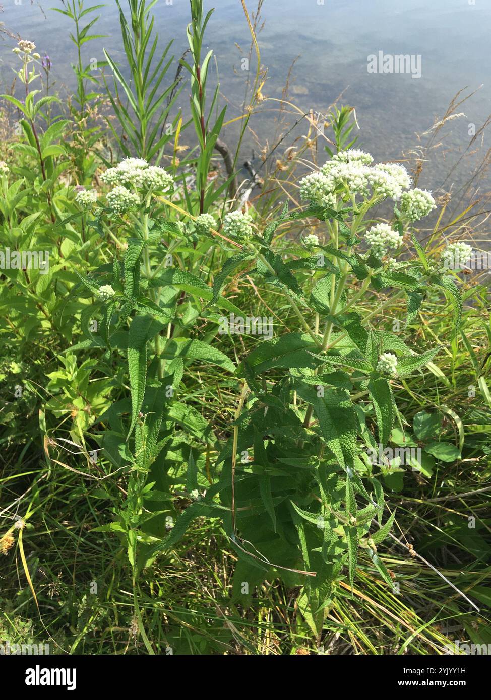 common boneset (Eupatorium perfoliatum Stock Photo - Alamy