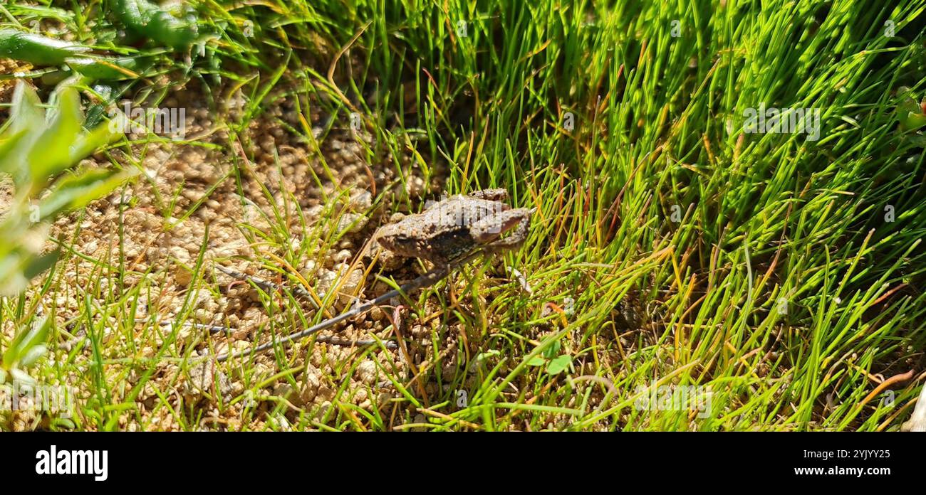 Common Eastern Froglet (Crinia signifera Stock Photo - Alamy