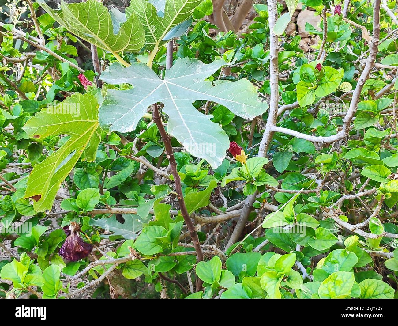 common fig (Ficus carica Stock Photo - Alamy