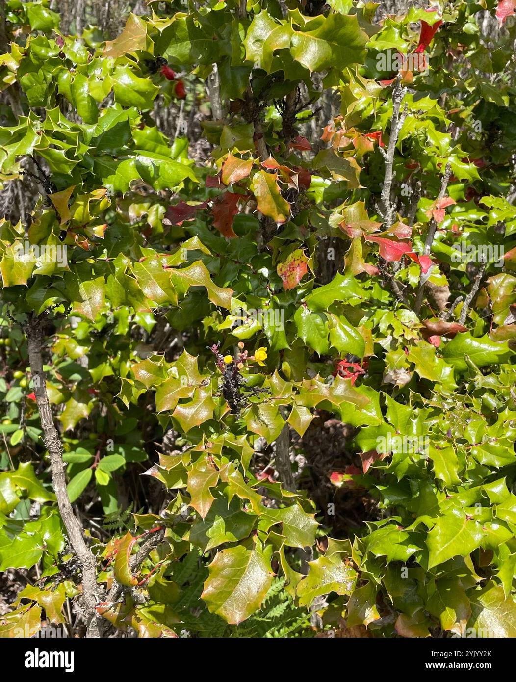 California barberry (Berberis pinnata Stock Photo - Alamy