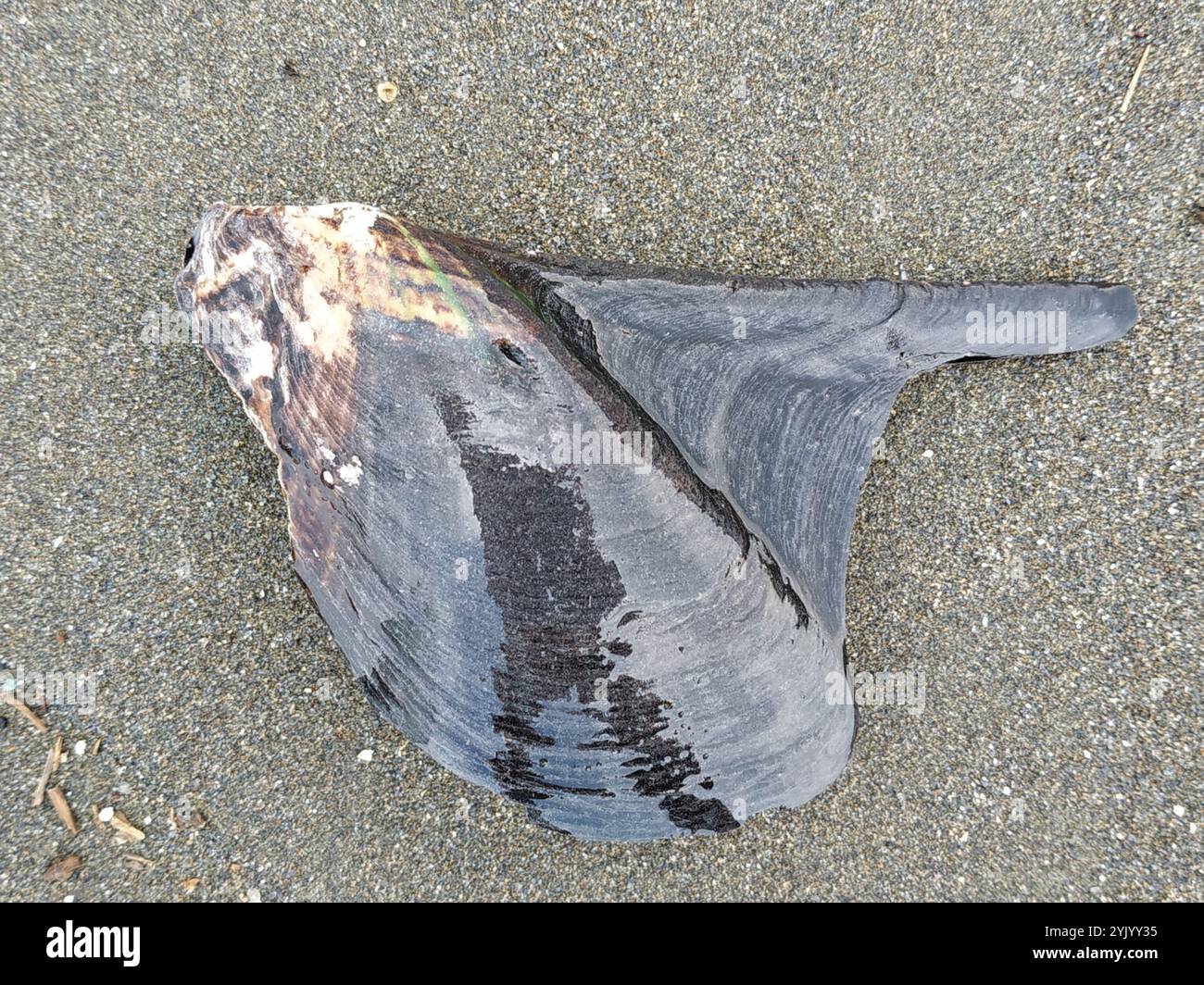 Winged oysters hi-res stock photography and images - Alamy