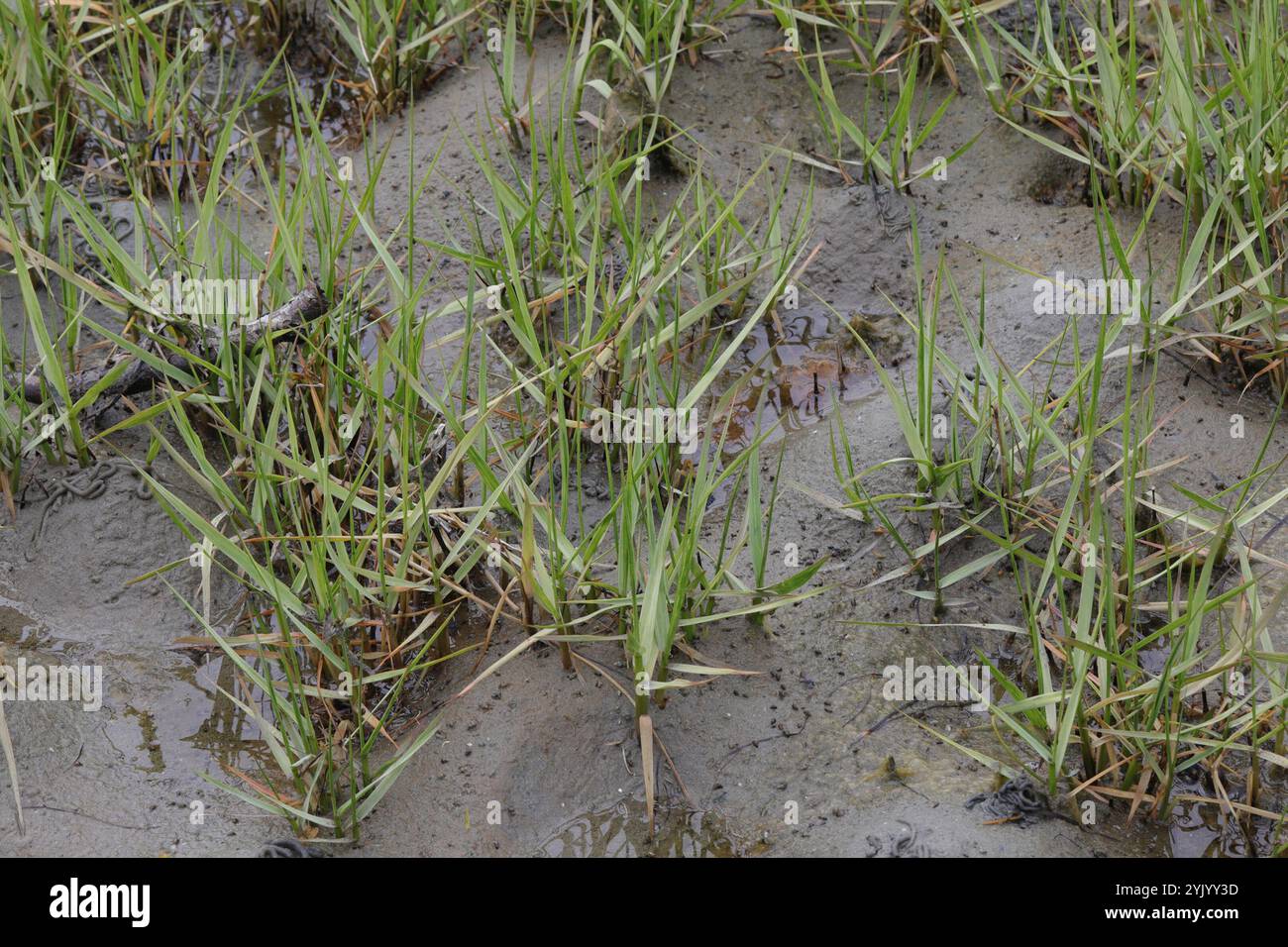 common cordgrass (Sporobolus anglicus Stock Photo - Alamy