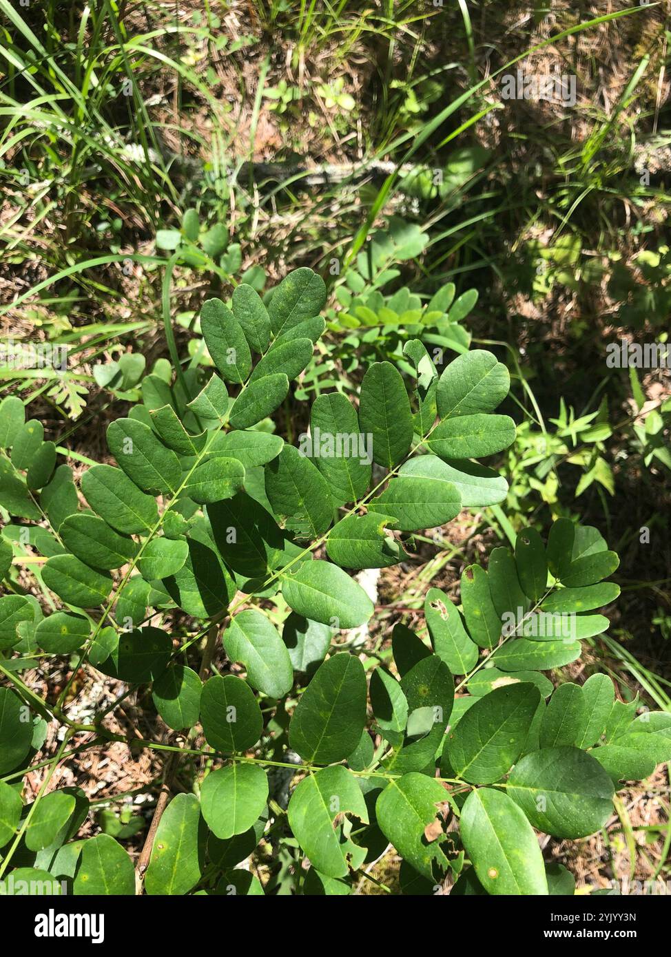 Shining False Indigo (Amorpha nitens Stock Photo - Alamy