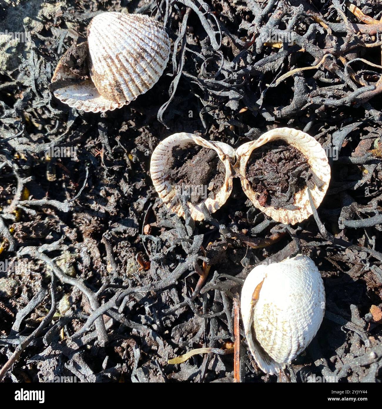 Common Cockle (Cerastoderma edule Stock Photo - Alamy