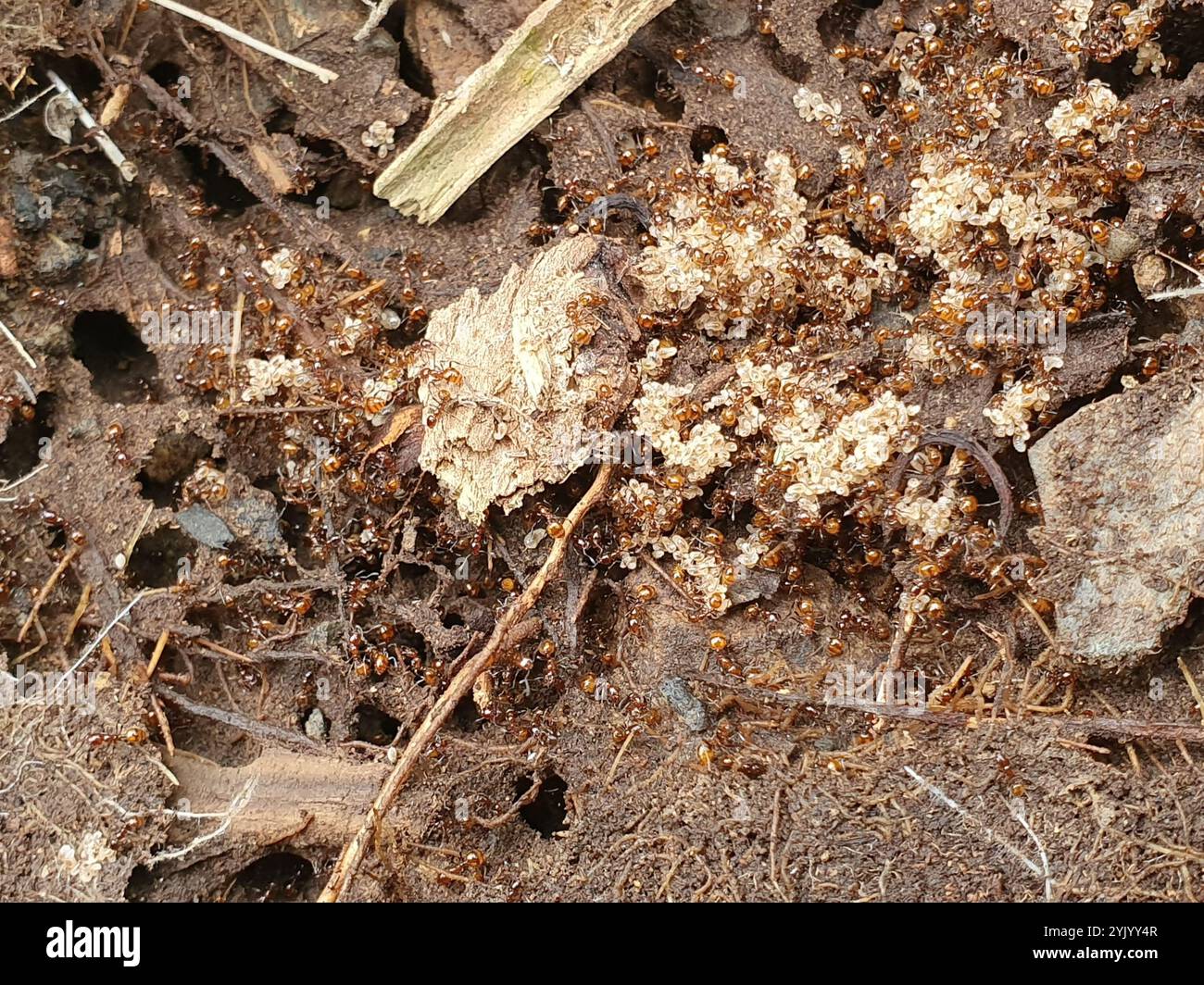 Southern Ant (Chelaner antarcticus Stock Photo - Alamy