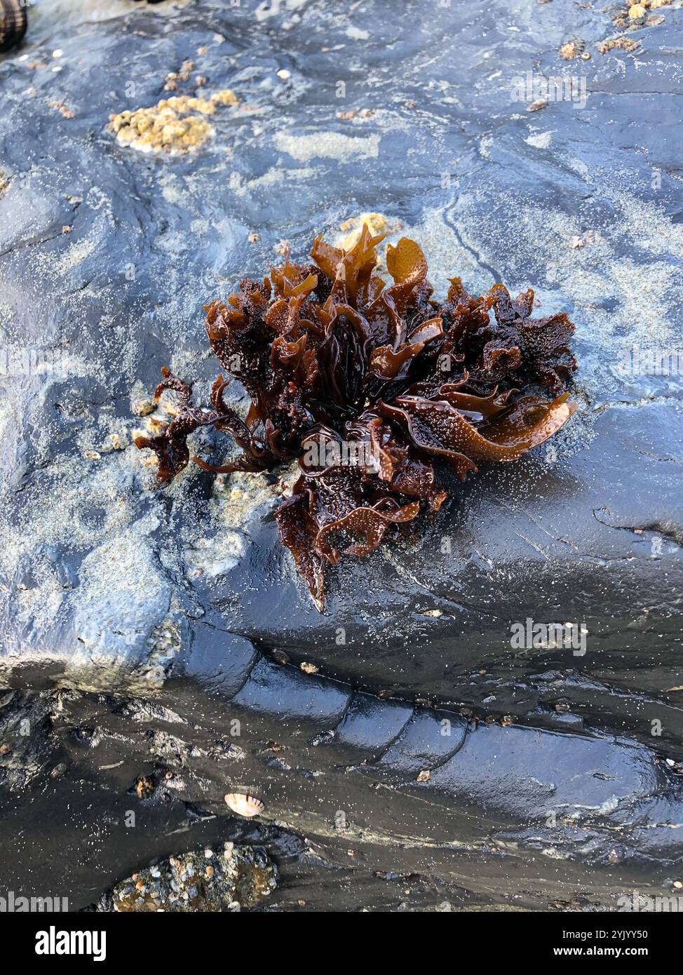 Mastocarpus papillatus hi-res stock photography and images - Alamy