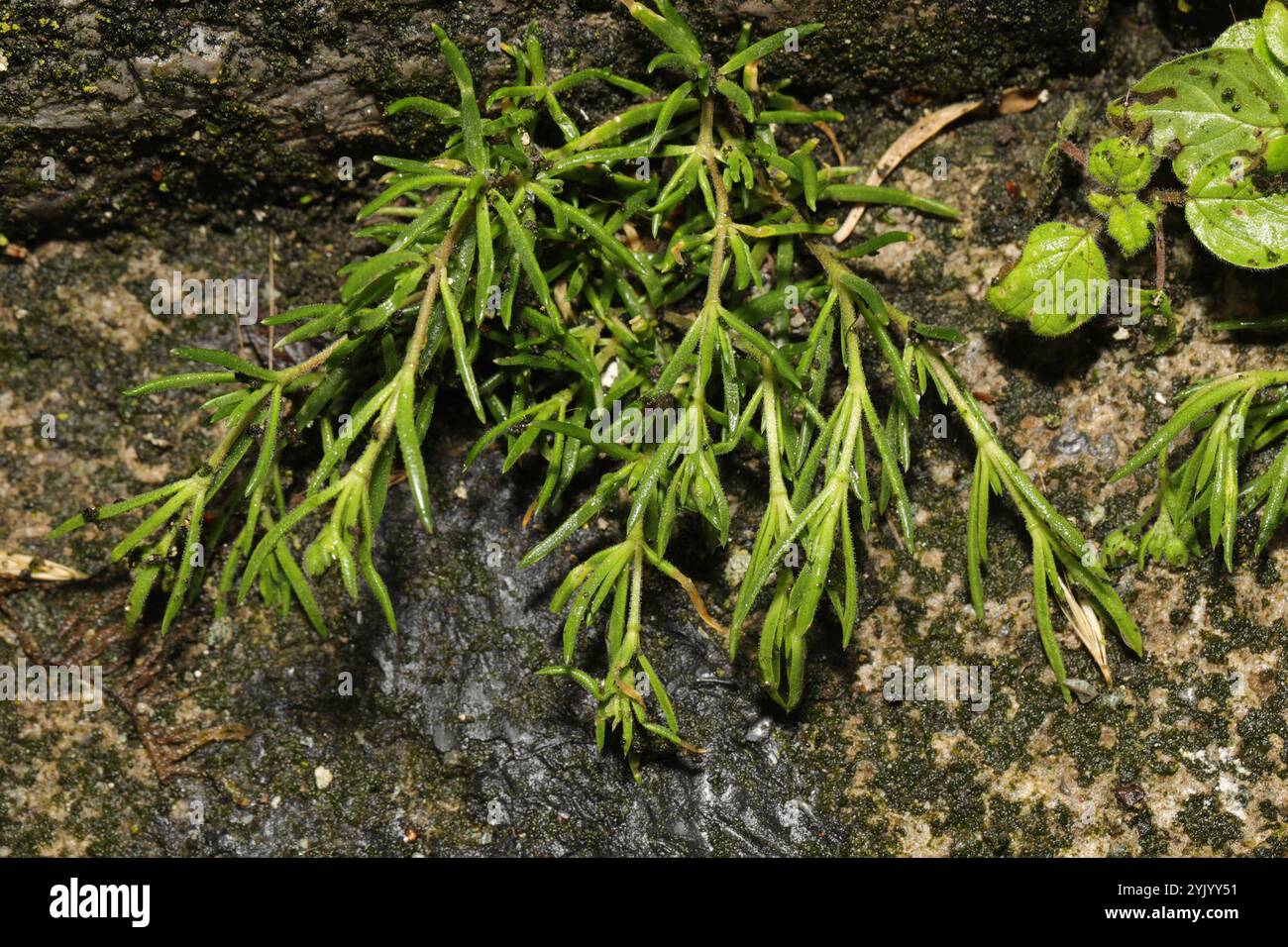 Saltmarsh Sand Spurry (Spergularia marina Stock Photo - Alamy