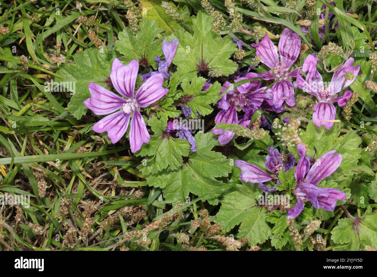 Common Mallow (Malva sylvestris Stock Photo - Alamy