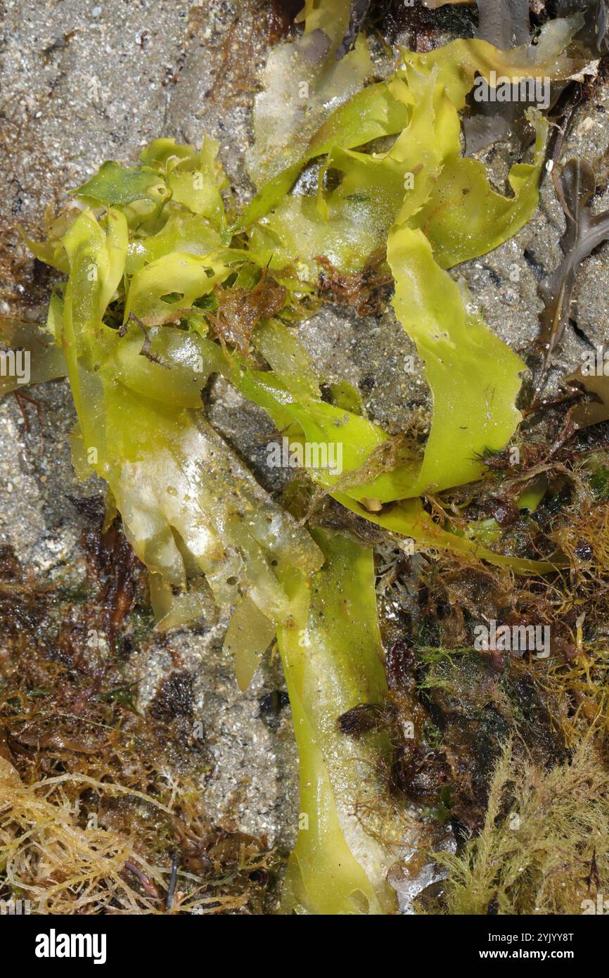 Irish Moss (Chondrus crispus Stock Photo - Alamy