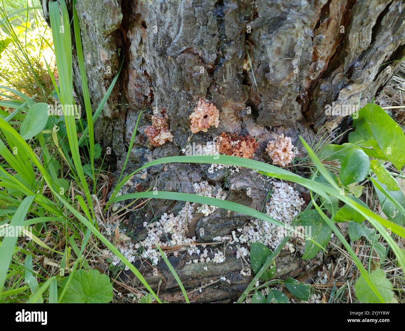 Blushing Rosette (Abortiporus biennis Stock Photo - Alamy
