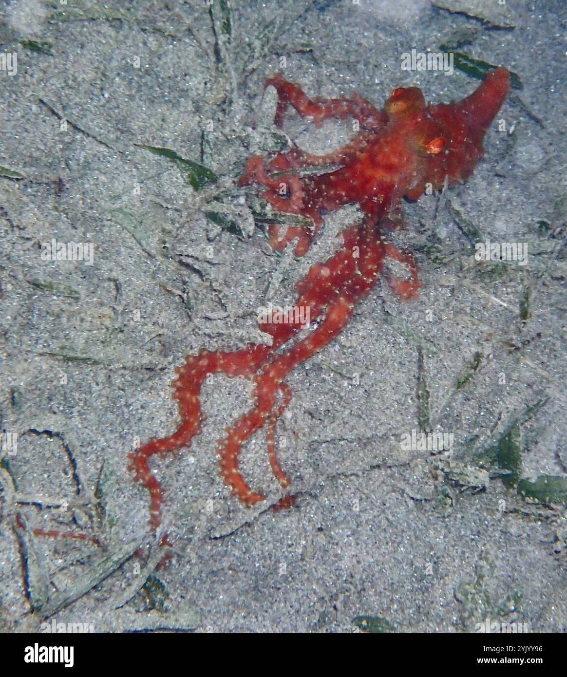 Ornate Night Octopus (Callistoctopus ornatus Stock Photo - Alamy