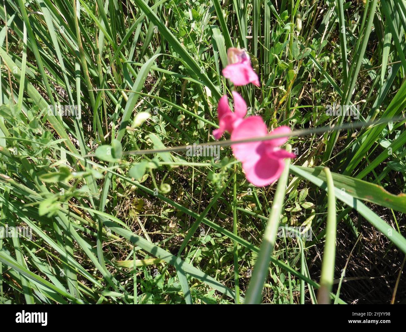 tuberous pea (Lathyrus tuberosus Stock Photo - Alamy