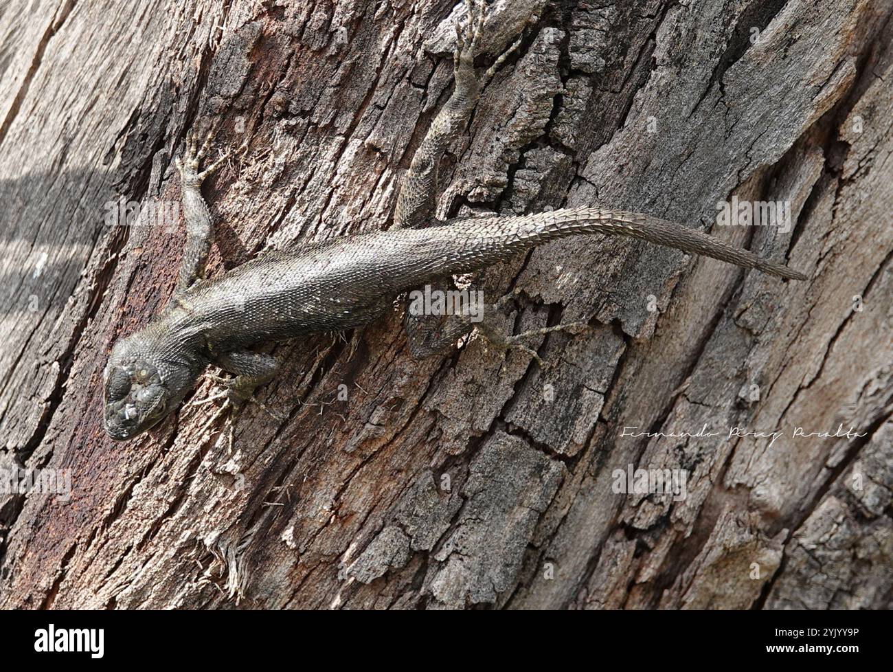 Spiny lizard graphic hi-res stock photography and images - Alamy