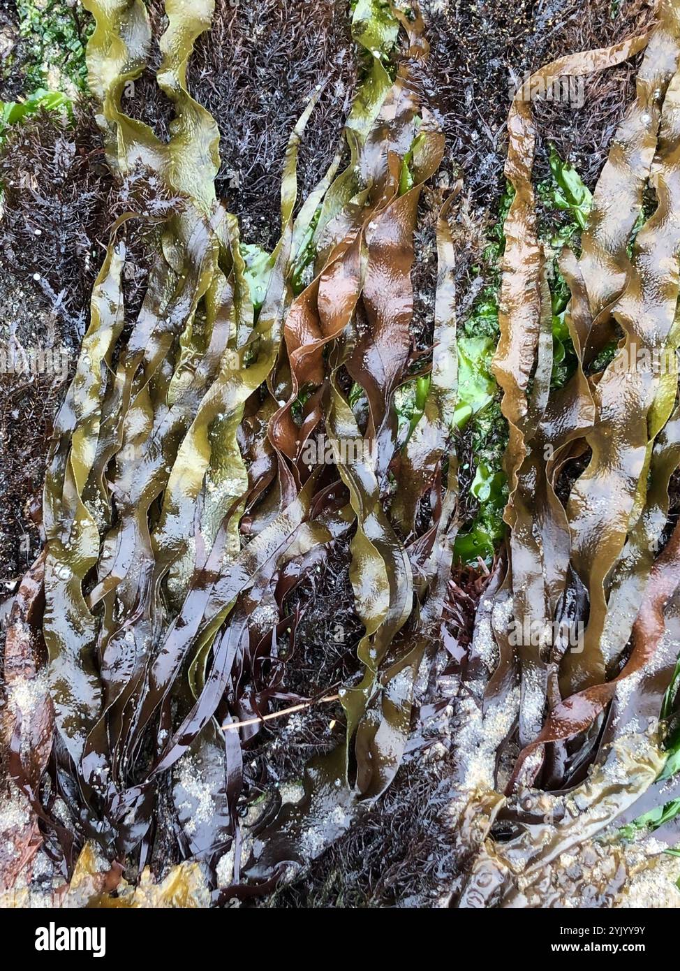 Iridescent Algae (Mazzaella Stock Photo - Alamy