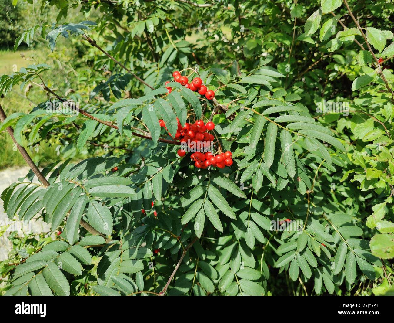 European mountain ash (Sorbus aucuparia Stock Photo - Alamy