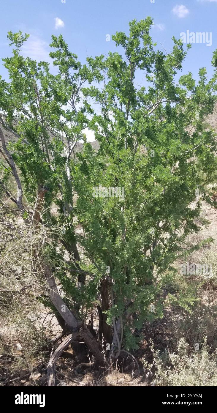 desert ironwood (Olneya tesota Stock Photo - Alamy