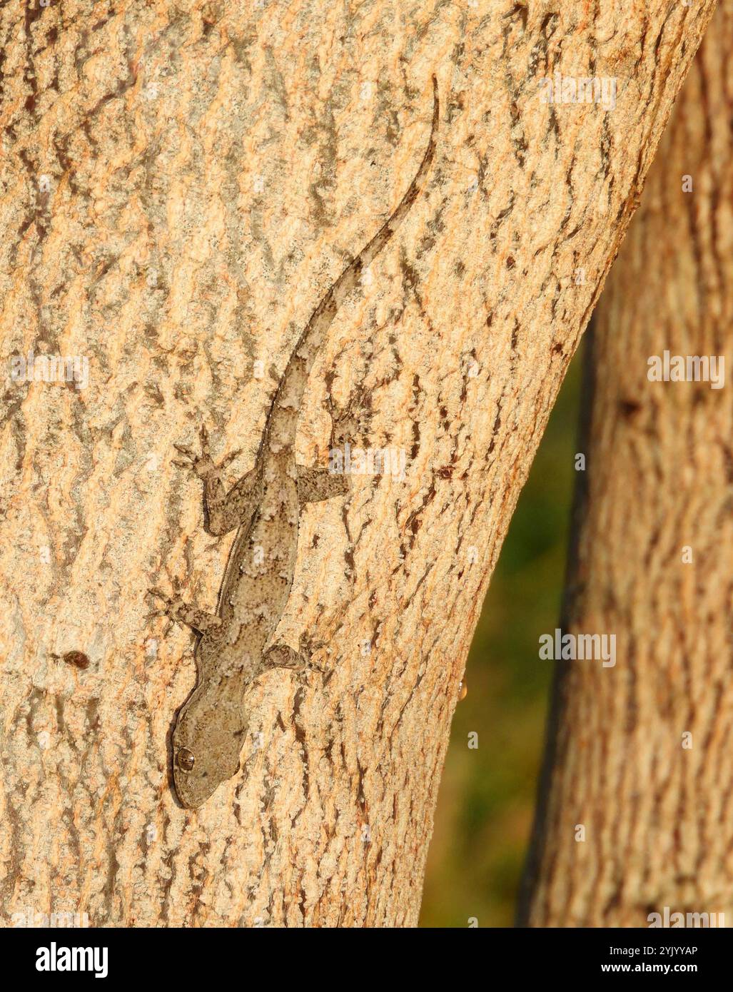 Flathead Leaf-toed Gecko (Hemidactylus platycephalus Stock Photo - Alamy