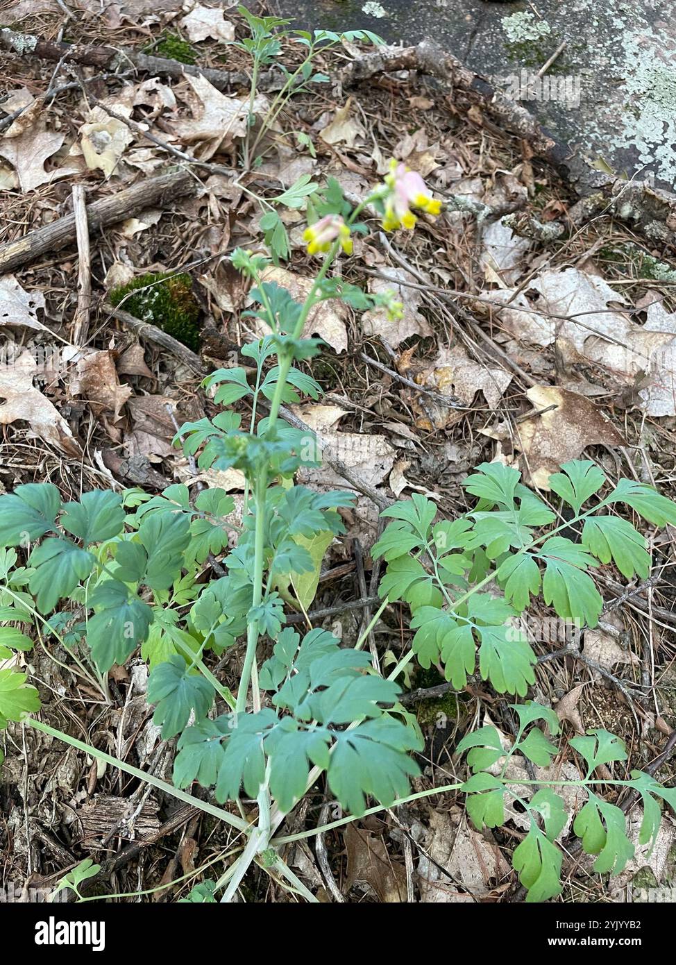 rock harlequin (Capnoides sempervirens Stock Photo - Alamy
