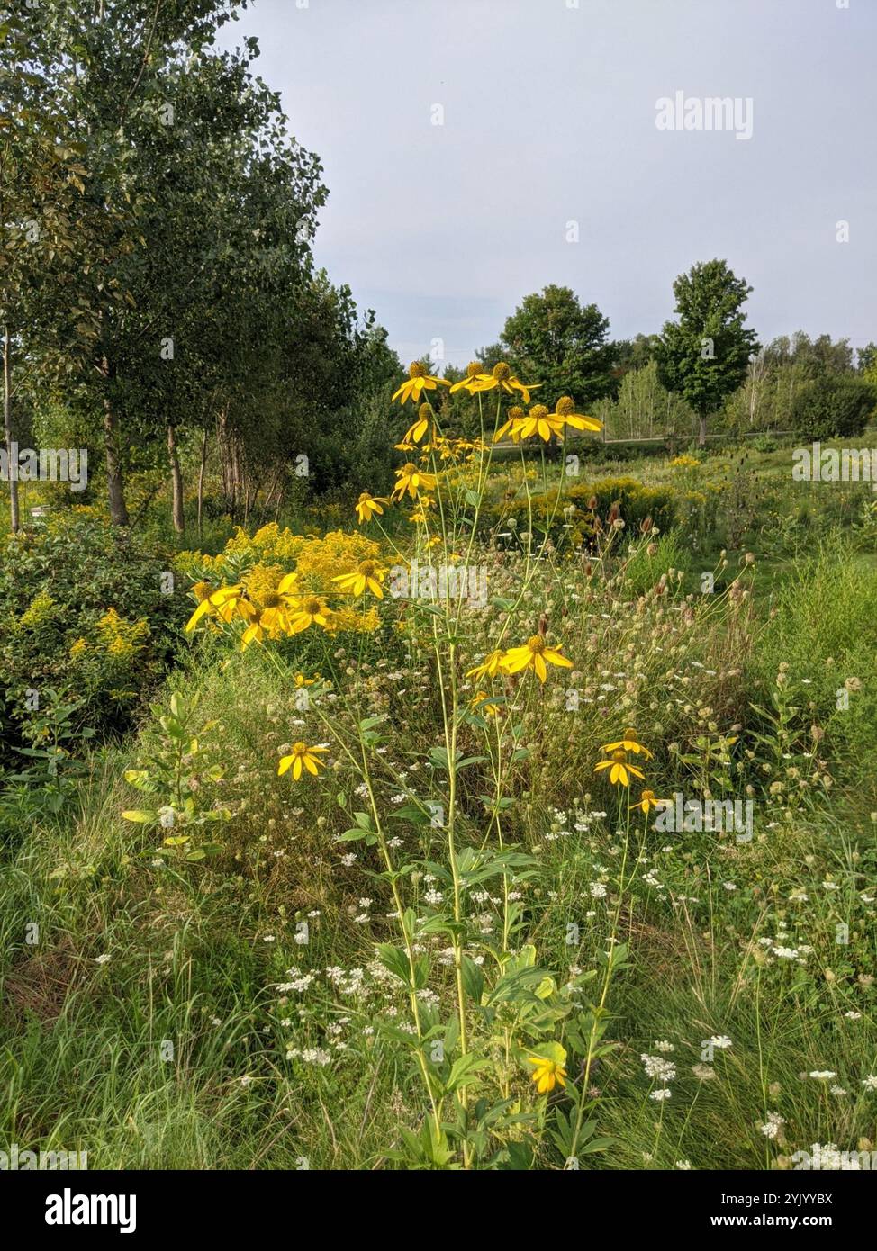 Stiff Sunflower (Helianthus pauciflorus Stock Photo - Alamy