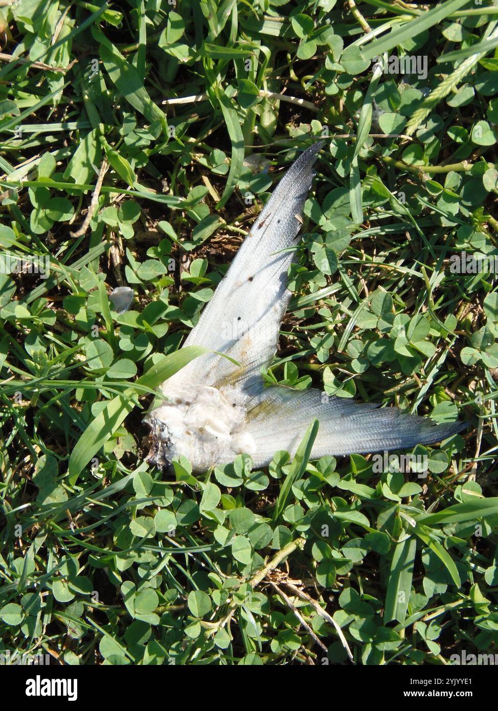 Atlantic menhaden hi-res stock photography and images - Alamy