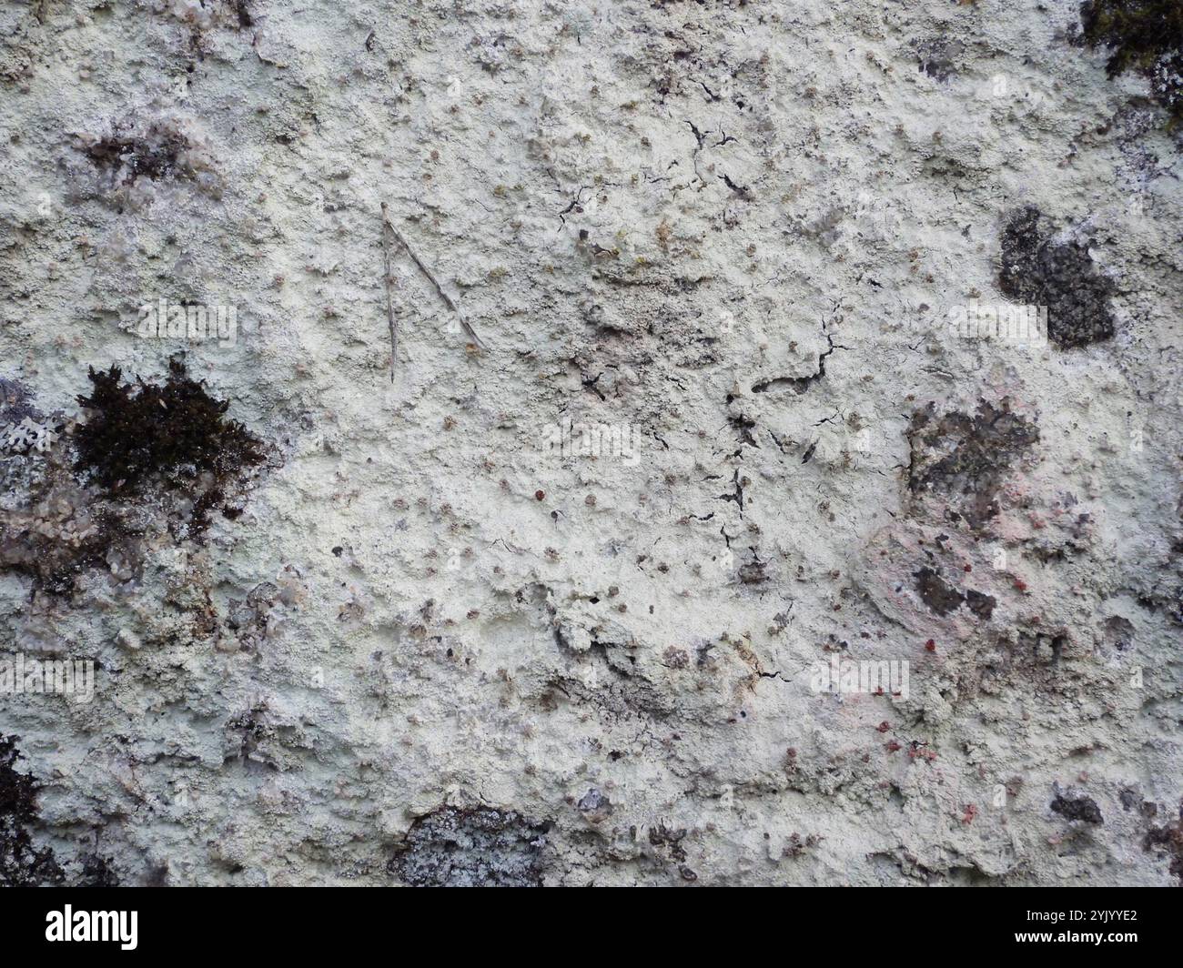 Scale Beret Lichen (Baeomyces carneus Stock Photo - Alamy
