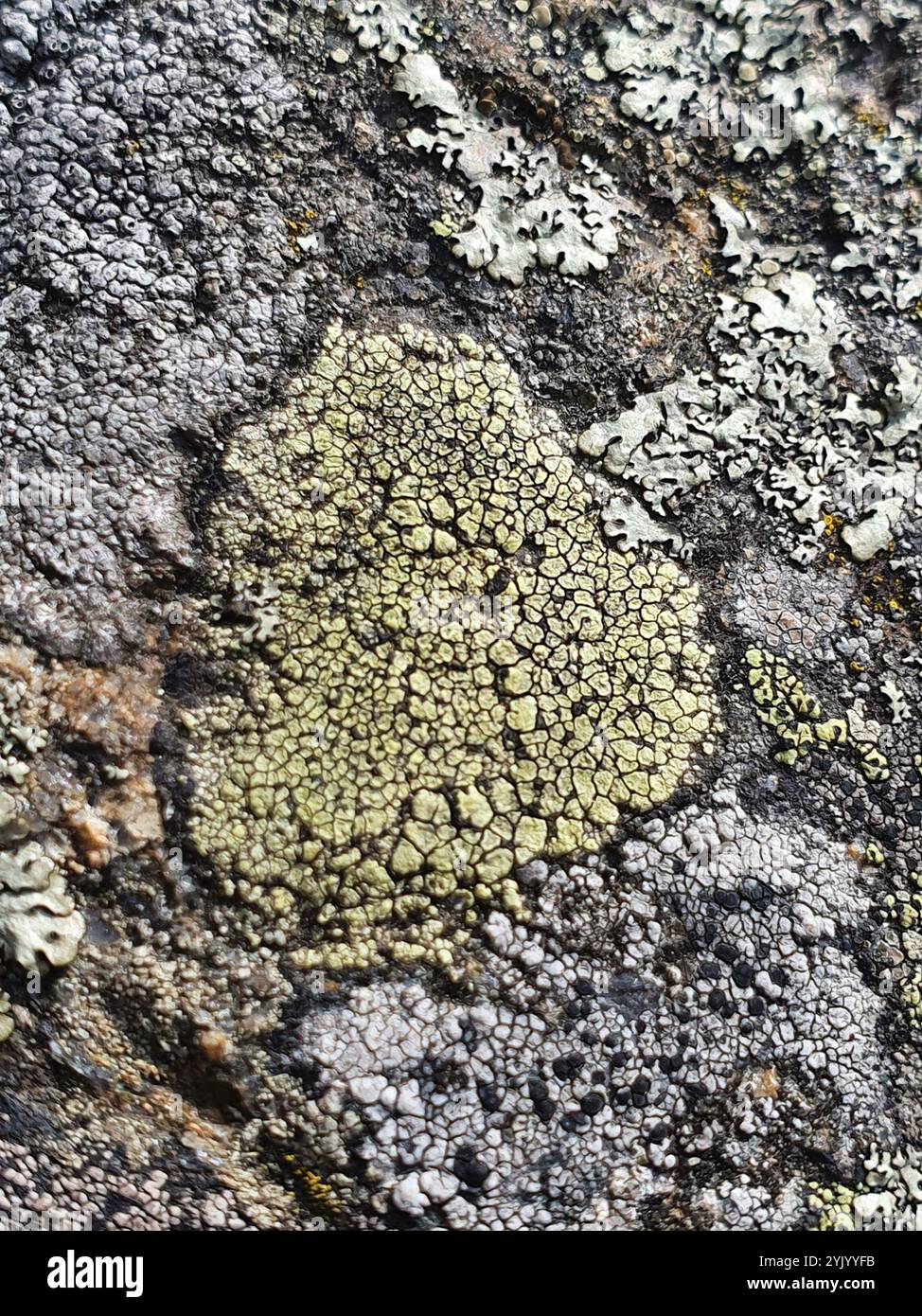 yellow map lichen (Rhizocarpon geographicum Stock Photo - Alamy