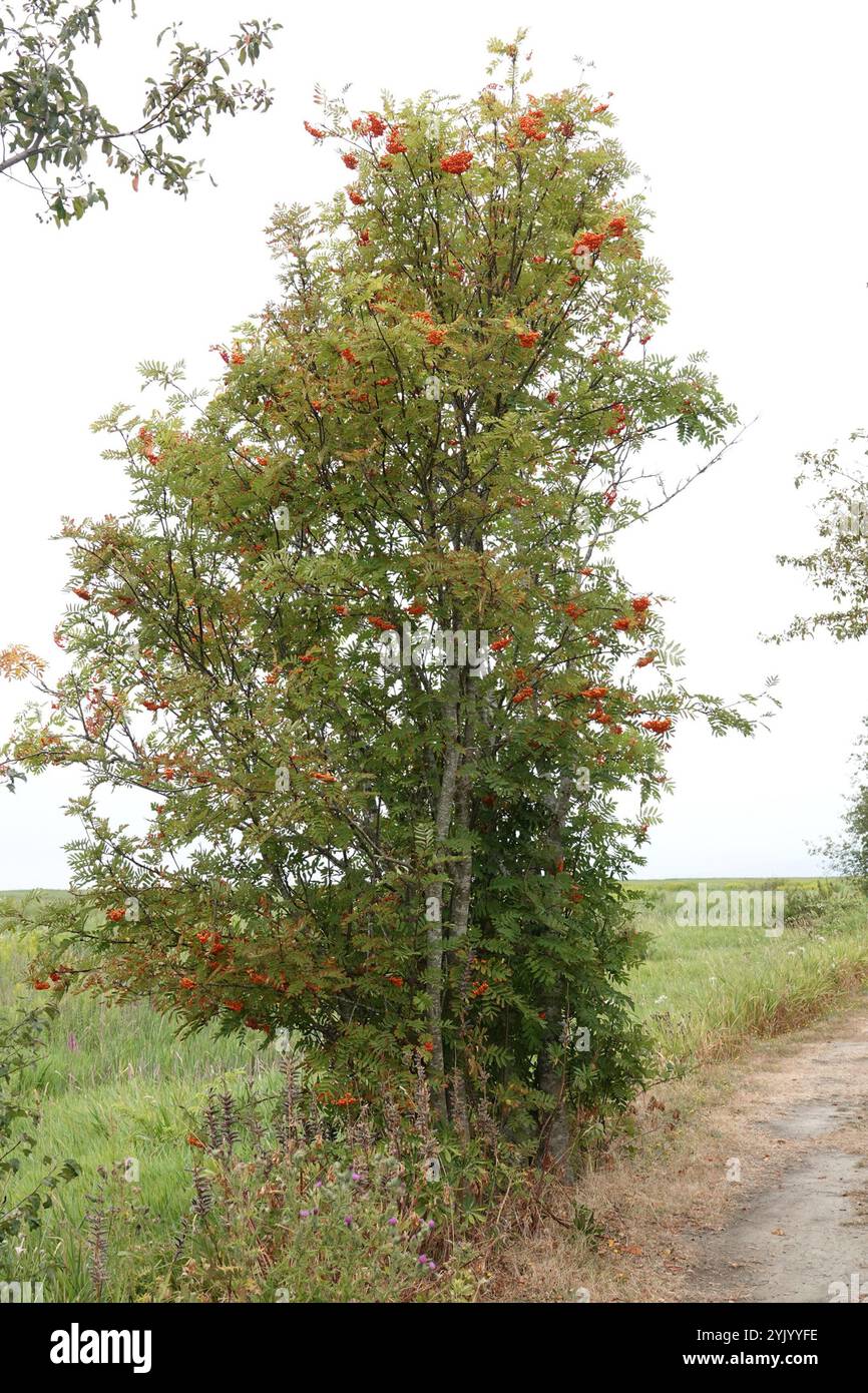 European mountain ash (Sorbus aucuparia Stock Photo - Alamy