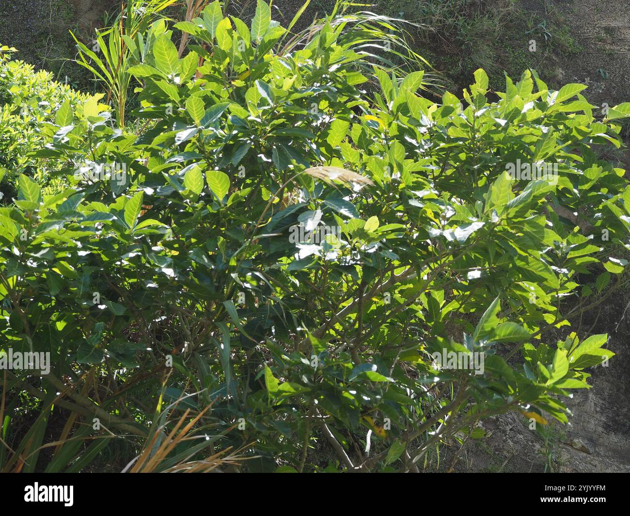 Ficus septica hi-res stock photography and images - Alamy