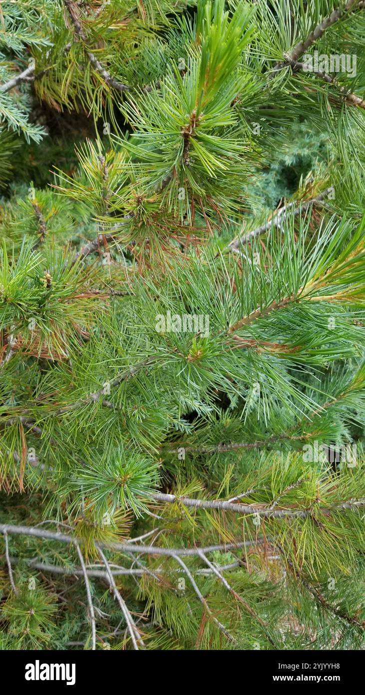 western white pine (Pinus monticola Stock Photo - Alamy