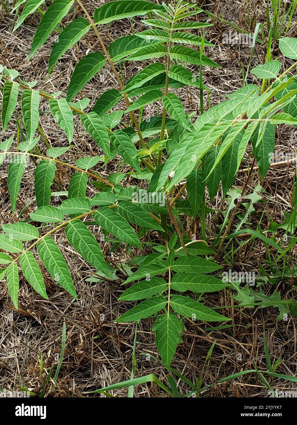 tree-of-heaven (Ailanthus altissima Stock Photo - Alamy