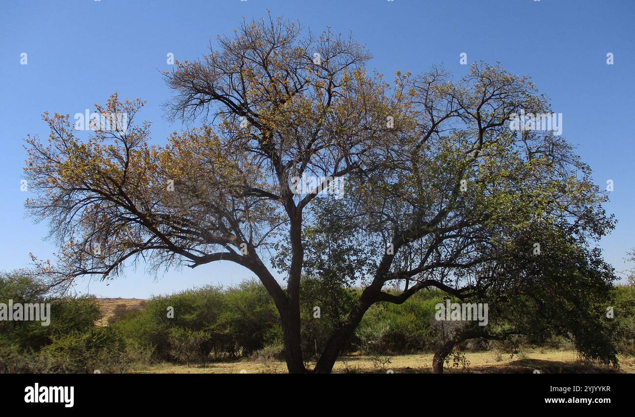 South African Wild Pear (Dombeya rotundifolia Stock Photo - Alamy