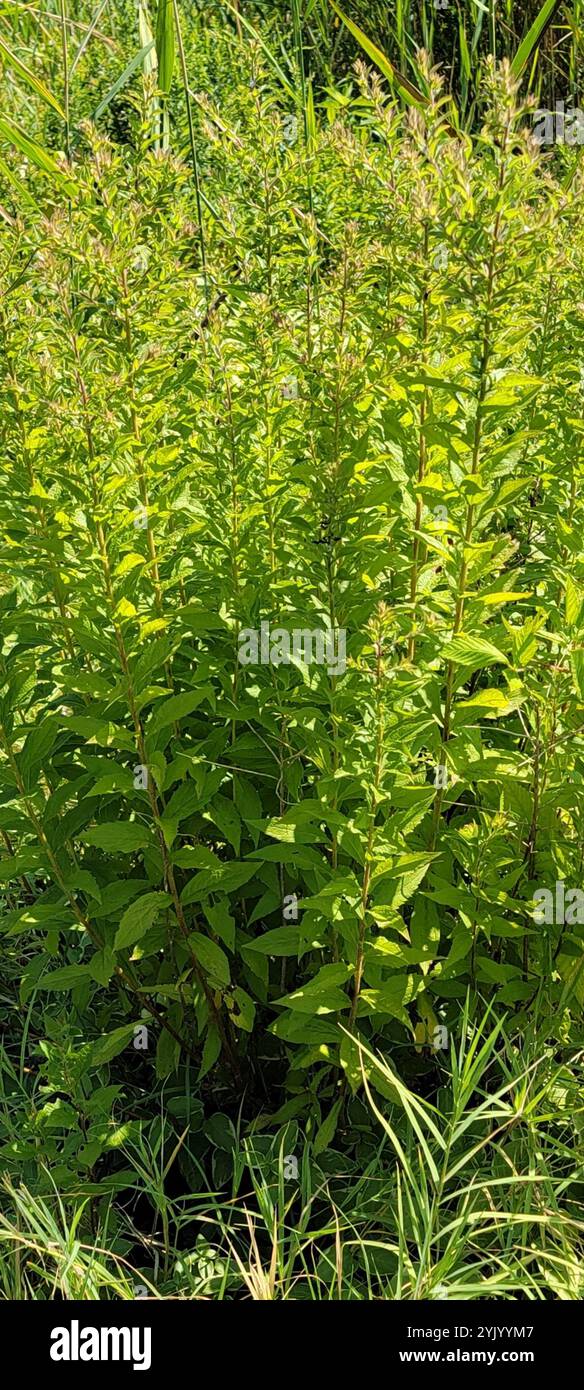 Swamp loosestrife decodon verticillatus hi-res stock photography and ...