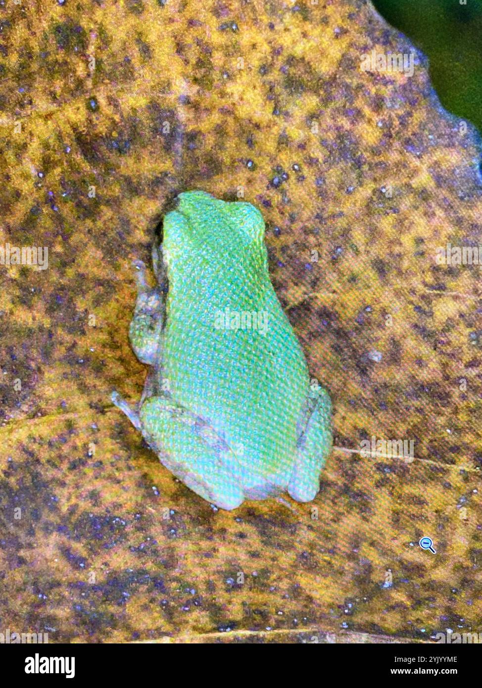 Cope's Gray Treefrog (Hyla chrysoscelis Stock Photo - Alamy