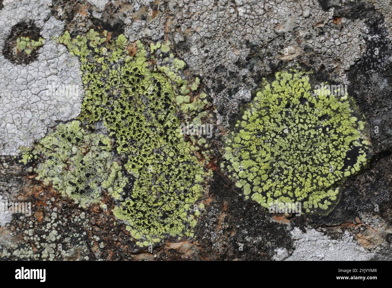 yellow map lichen (Rhizocarpon geographicum Stock Photo - Alamy