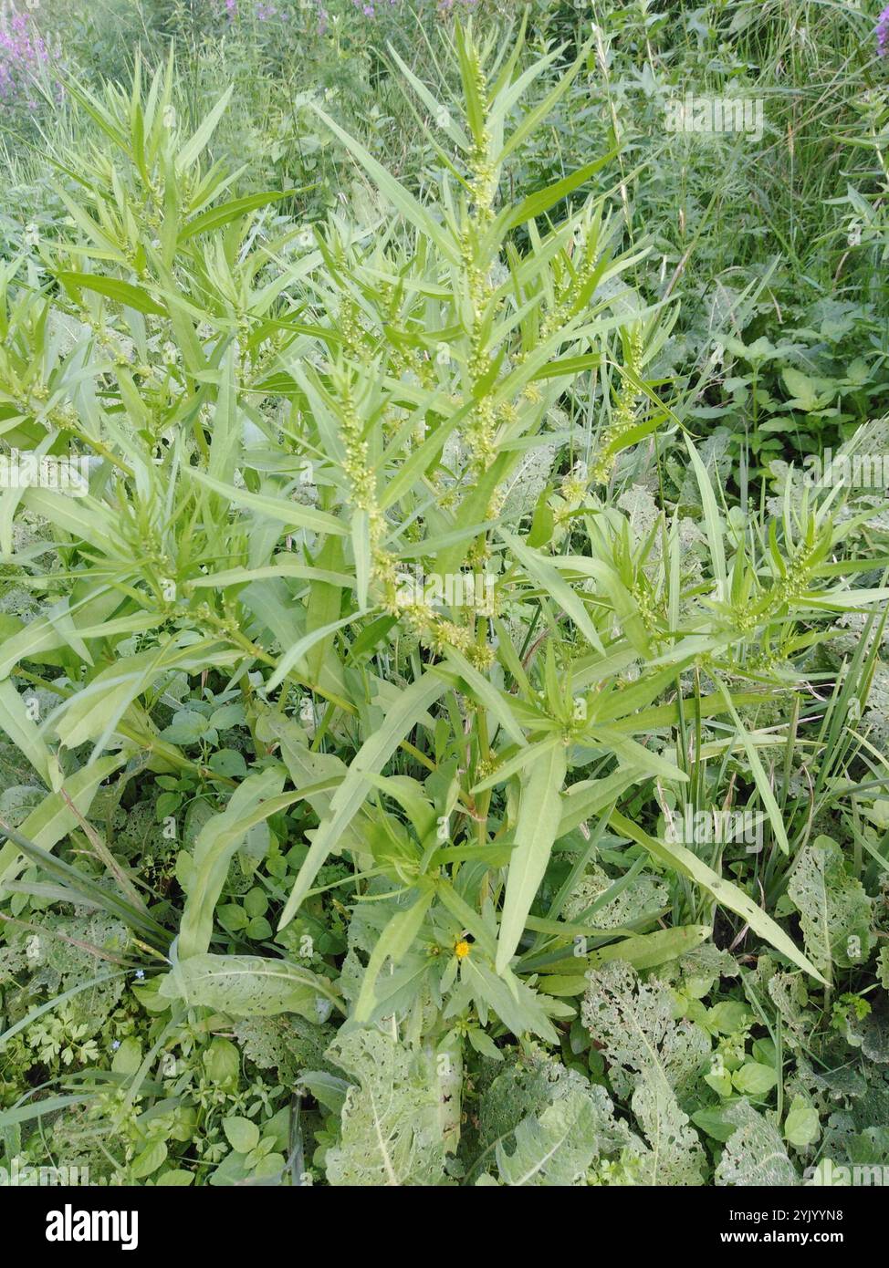 Golden Dock (Rumex maritimus Stock Photo - Alamy
