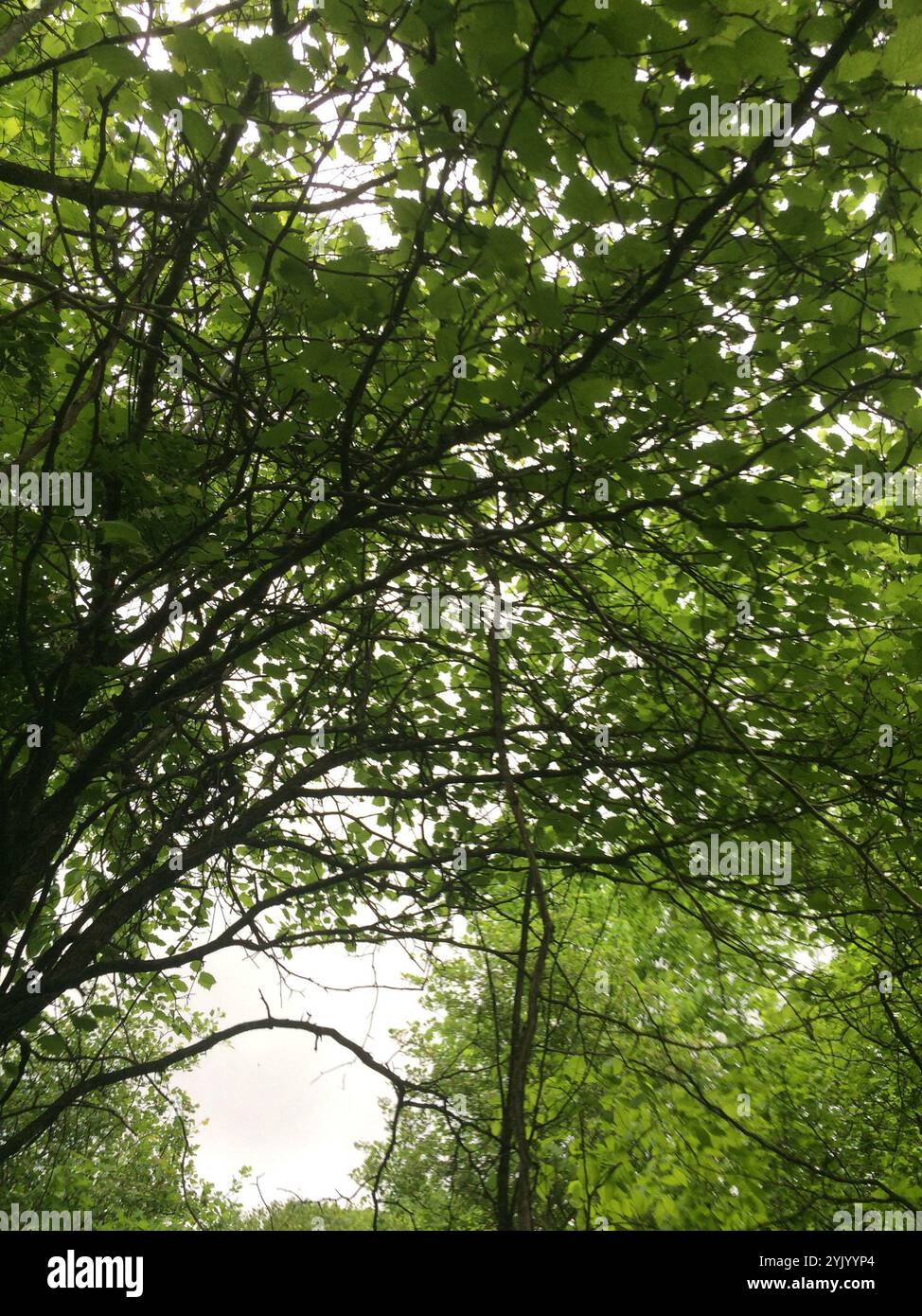 Glabrous-fruit Fireberry Hawthorn (Crataegus chrysocarpa phoeniceoides ...