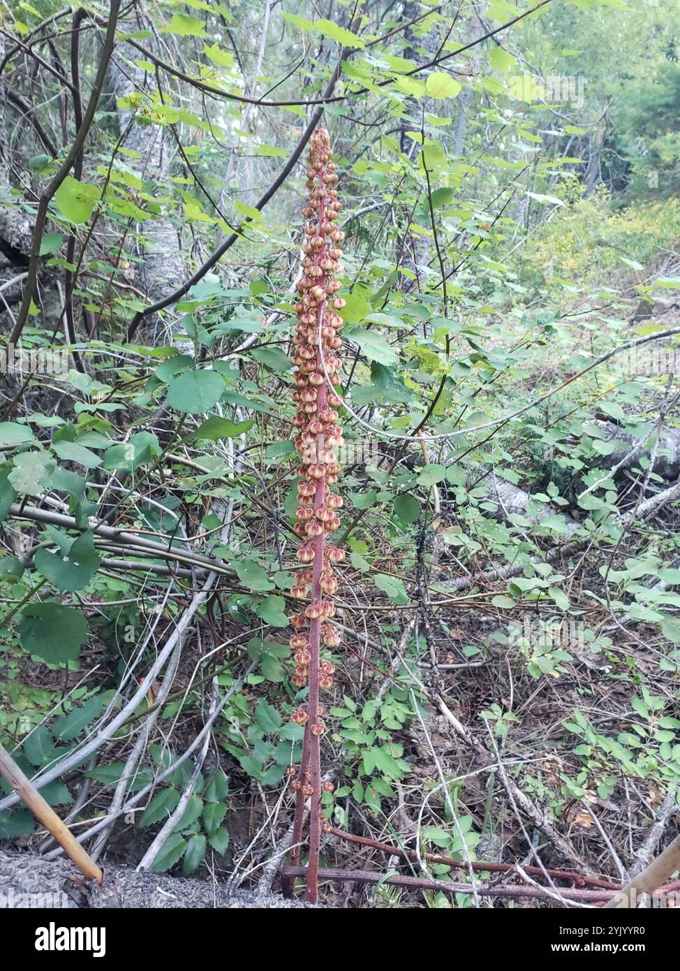 woodland pinedrops (Pterospora andromedea Stock Photo - Alamy