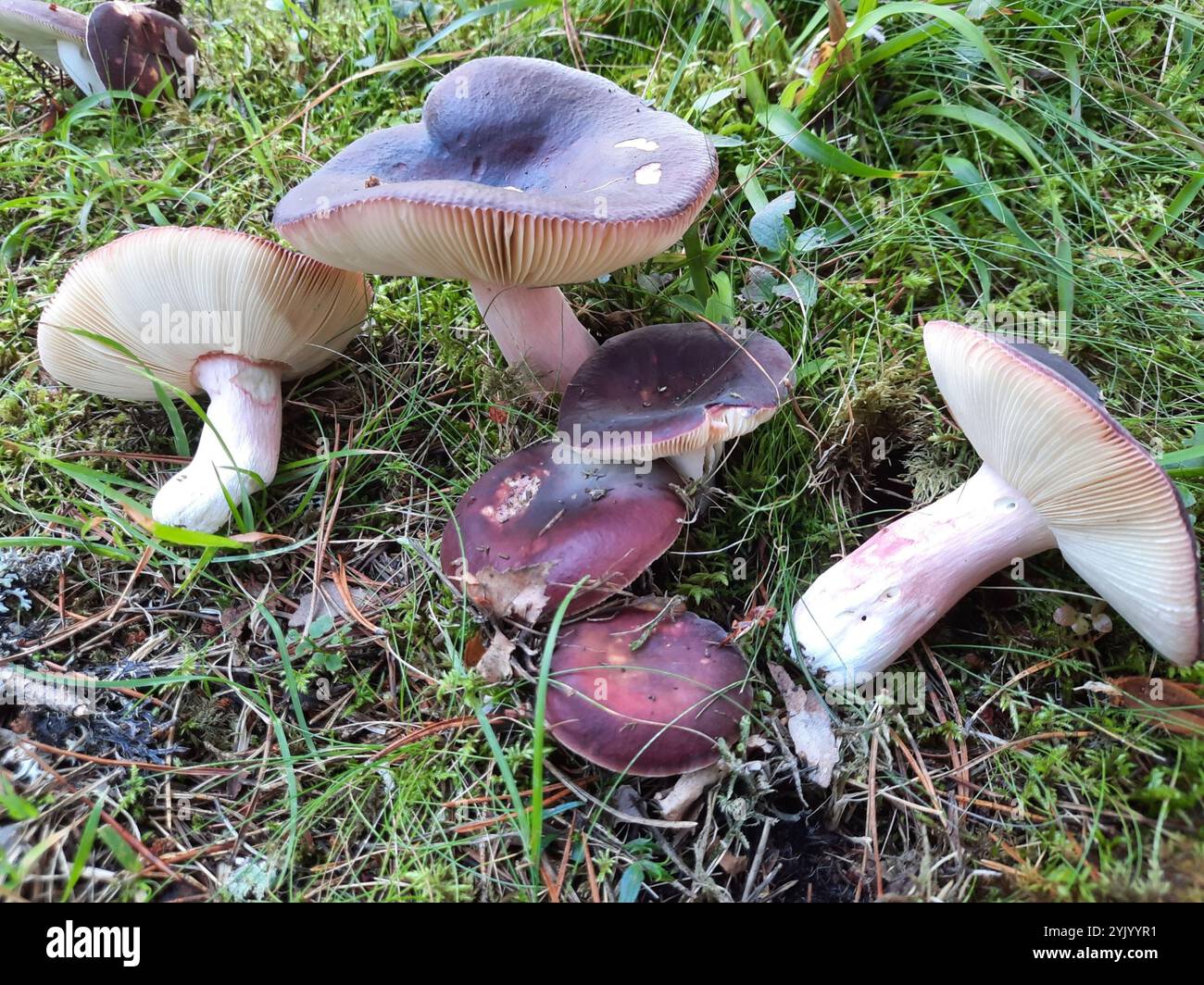 Primrose Brittlegill (Russula sardonia Stock Photo - Alamy