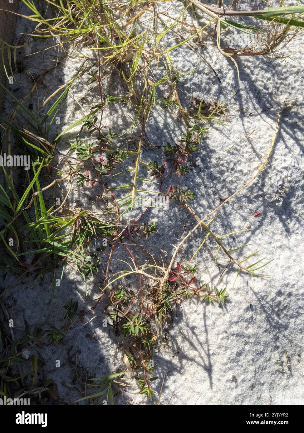 Southern Seaside Spurge (Euphorbia bombensis Stock Photo - Alamy