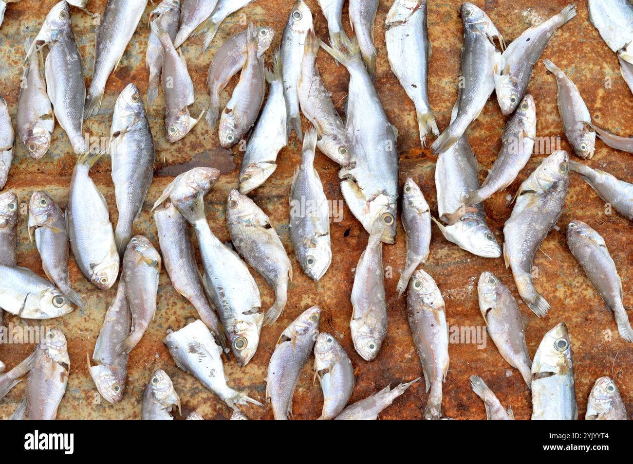 patterns of dried fish background Stock Photo - Alamy