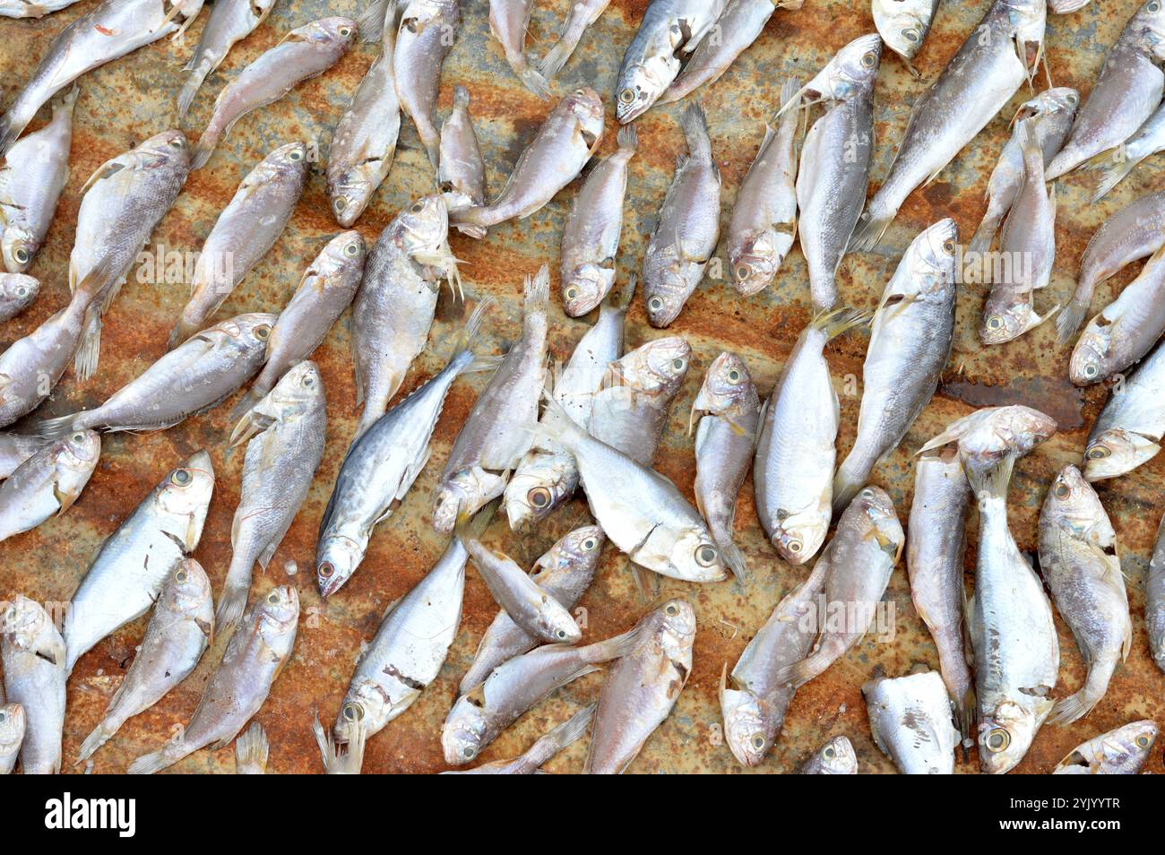 patterns of dried fish background Stock Photo - Alamy