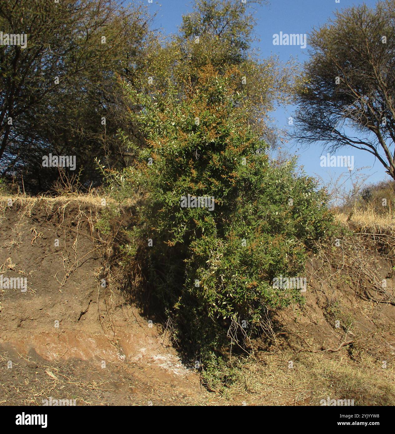 Wild Camphorbush (Tarchonanthus camphoratus Stock Photo - Alamy