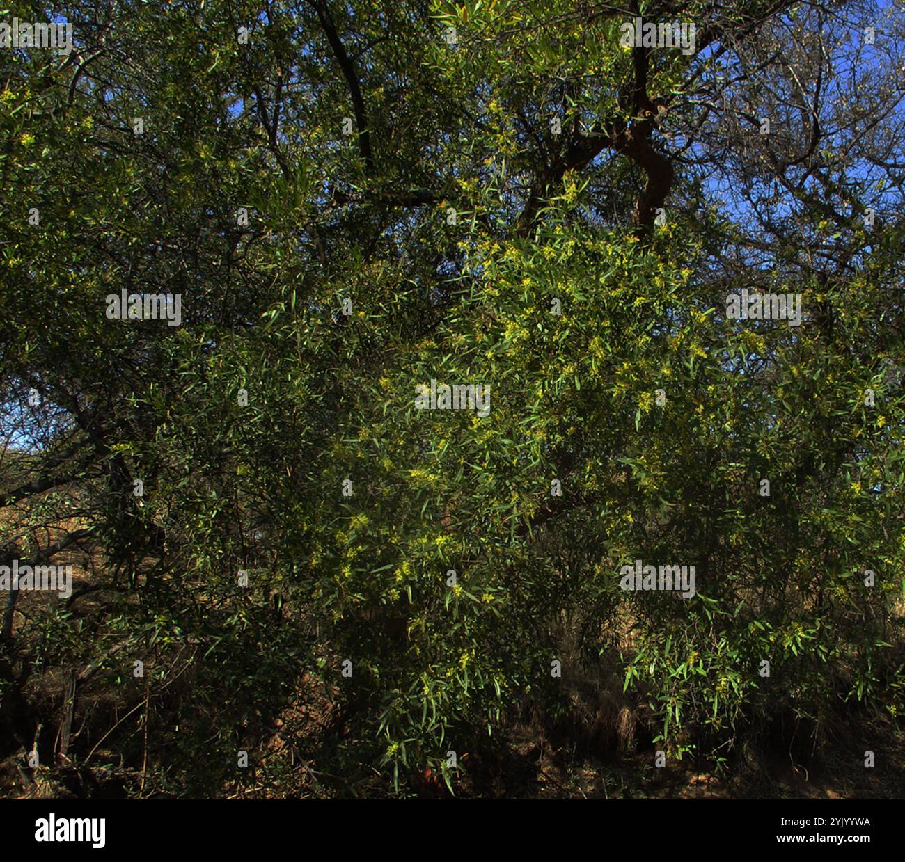 african sumac (Searsia lancea Stock Photo - Alamy