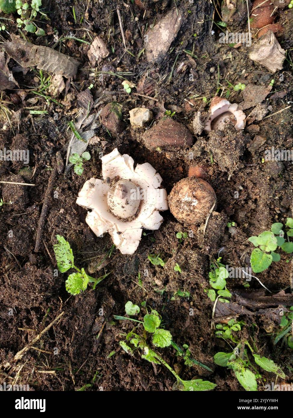 Saccatum hi-res stock photography and images - Alamy