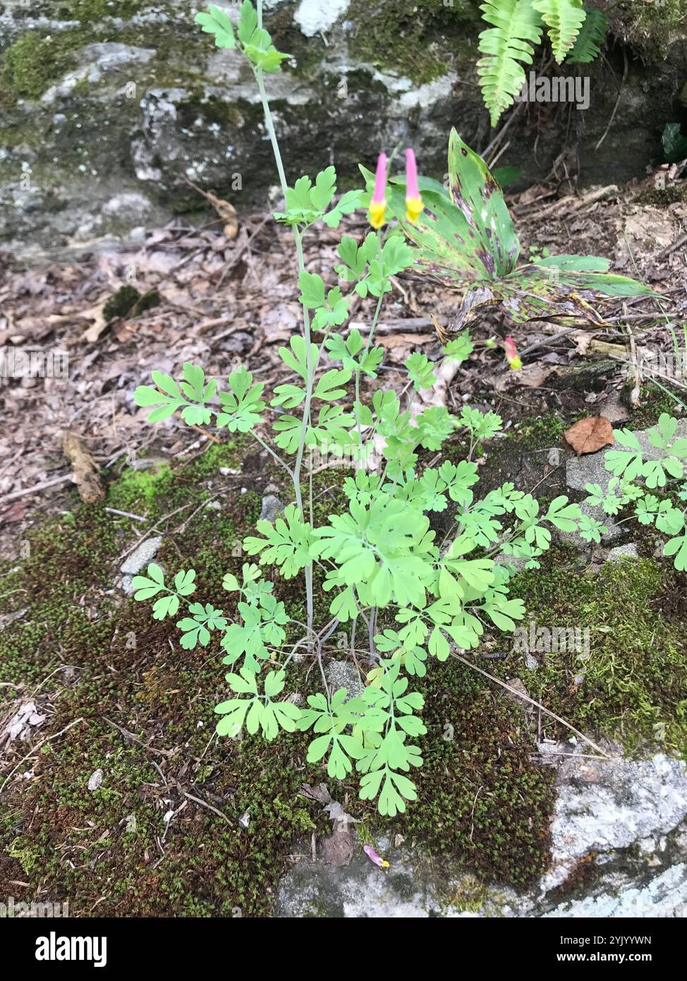 rock harlequin (Capnoides sempervirens Stock Photo - Alamy