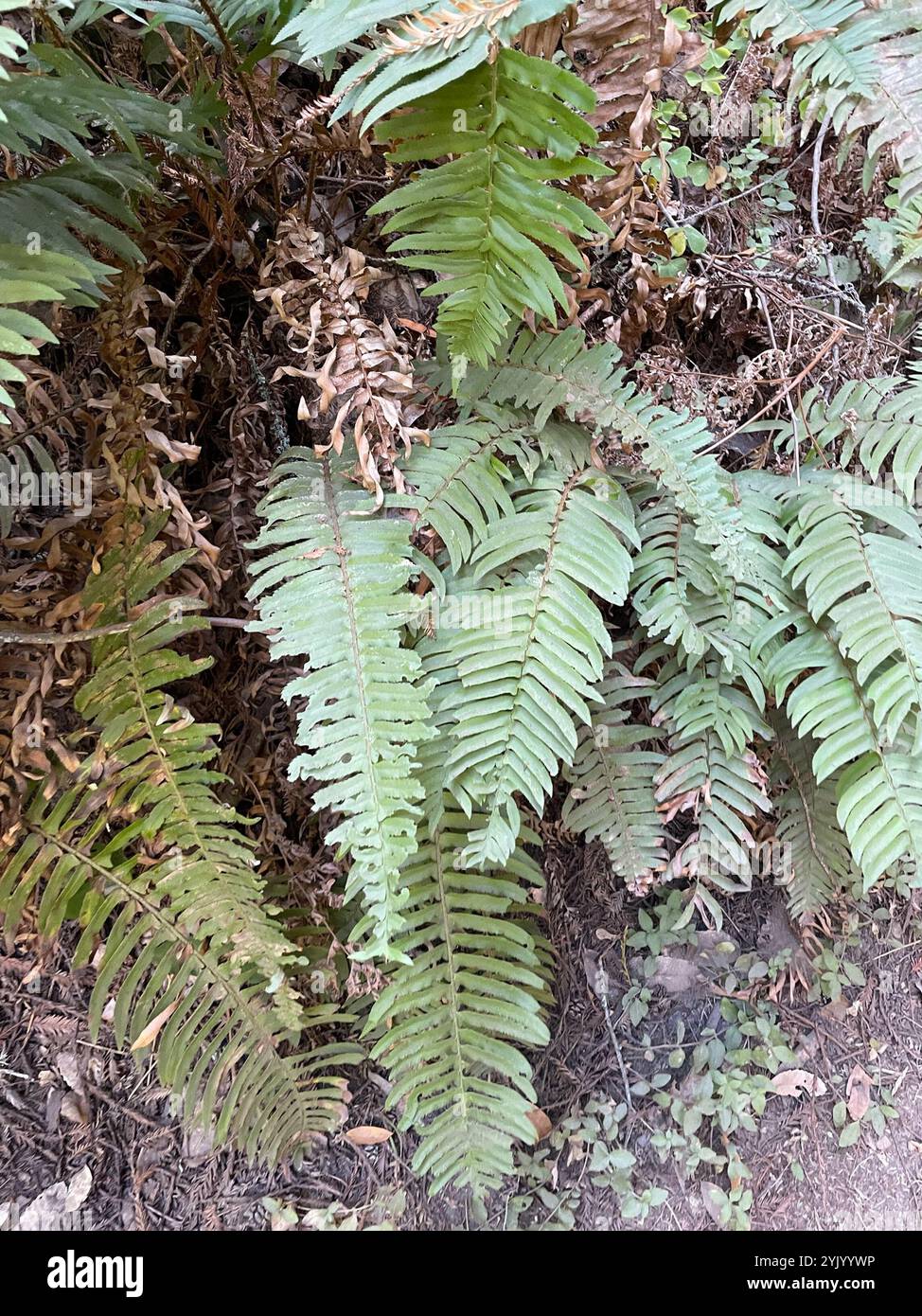 shield ferns (Polystichum Stock Photo - Alamy