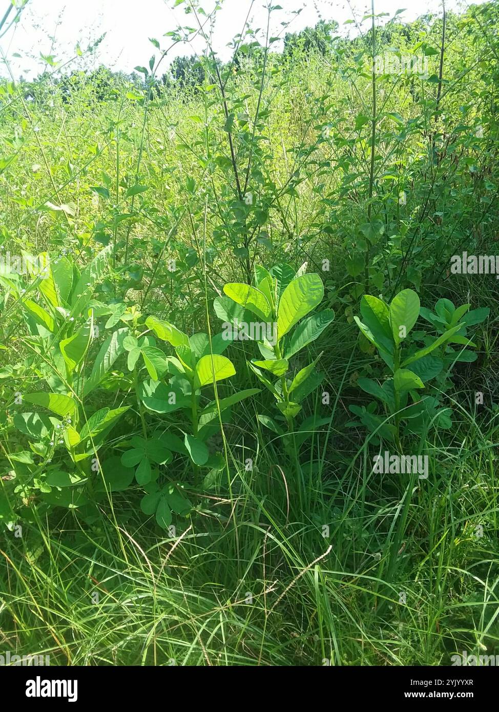 Showy Rattlebox (Crotalaria spectabilis Stock Photo - Alamy