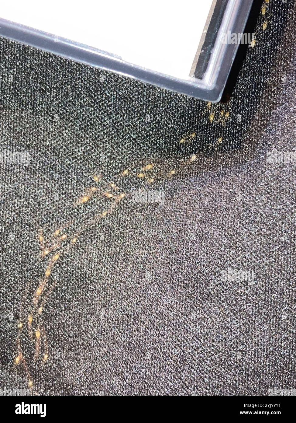 Ghost Ant (Tapinoma melanocephalum Stock Photo - Alamy