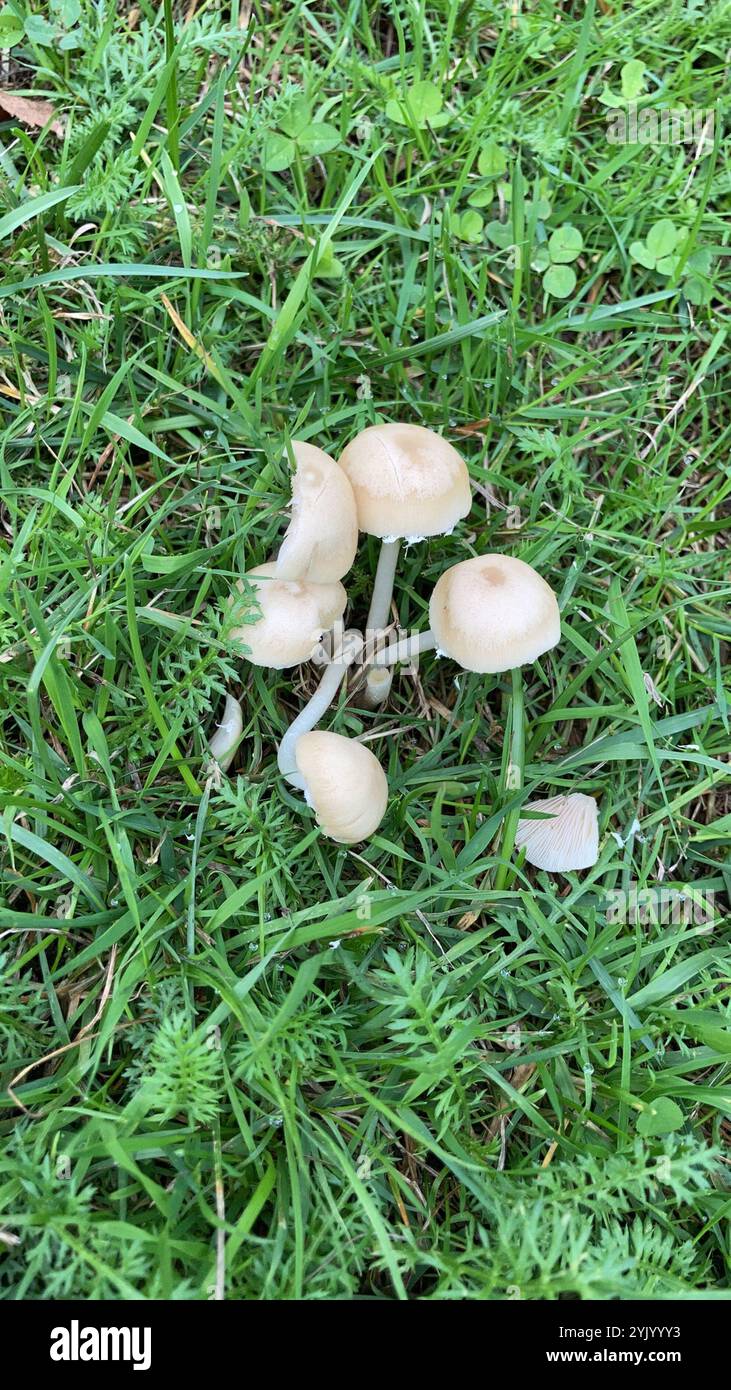 Pale Brittlestem (Candolleomyces candolleanus Stock Photo - Alamy